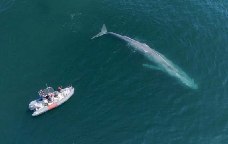 San Diego: Blue Whale Watching Expedition - The Sum Up: Is It Worth It?