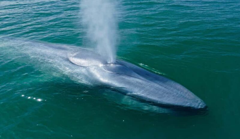 San Diego: Blue Whale Watching Expedition - FAQ
