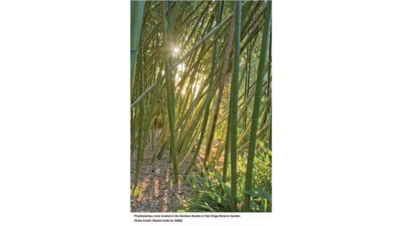 San Diego Botanical Garden Entry Ticket and Transportation - Practical Tips for Your Visit