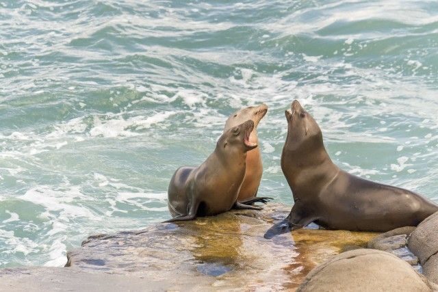 San Diego: City Cruises Harbor Sightseeing Cruise - Key Points