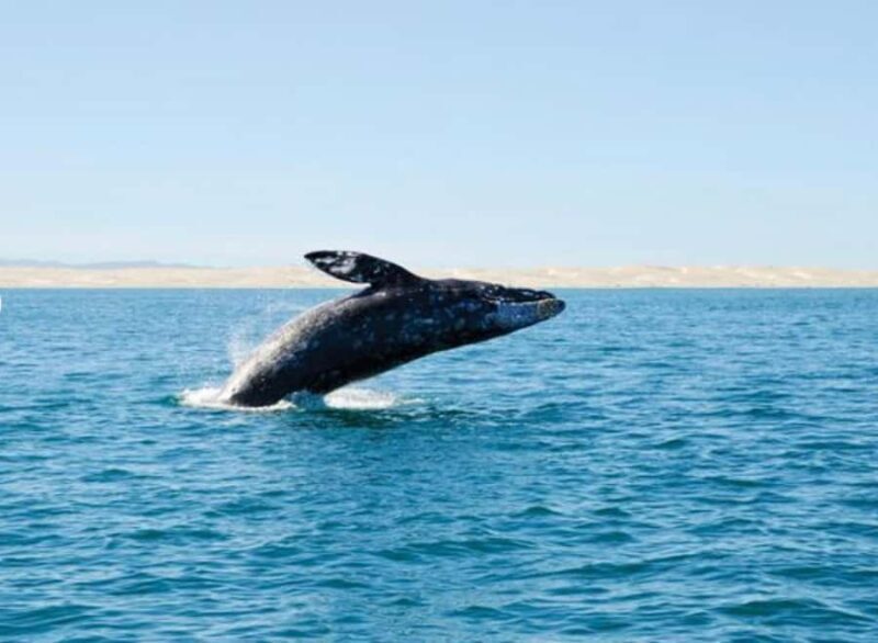 San Diego: City Cruises Whale and Dolphin Watching Cruise - Who Will Love This Tour?