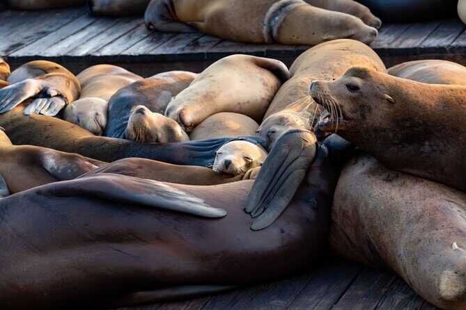 San Diego Day Tour from Orange County - La Jolla Cove: Nature and Wildlife
