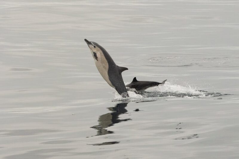 San Diego: Dolphin and Whale-Watching Sunset Cruise - Who Would Enjoy This Tour?