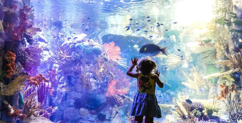 San Diego Explorer Pass: Tickets to 2-7 Attractions - The Sum Up: Who Will Love the Explorer Pass?