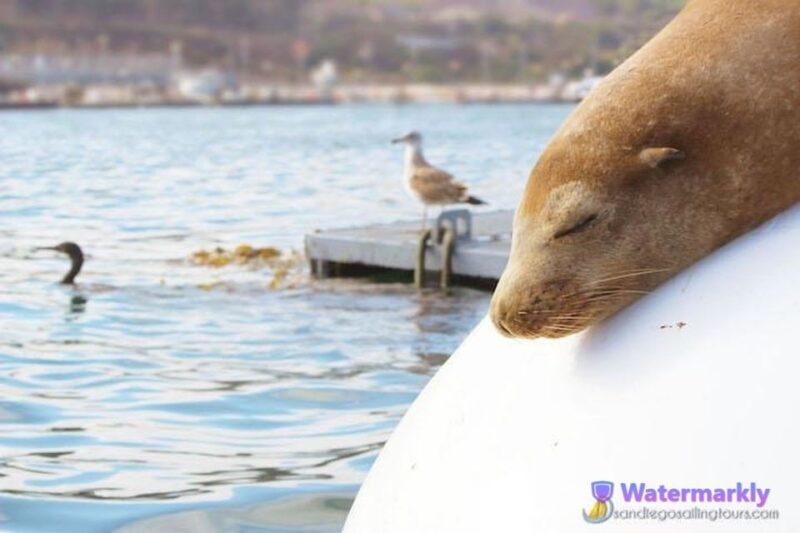 San Diego: Half-Day Marine Wildlife Tour with Lunch - A Closer Look at the Experience