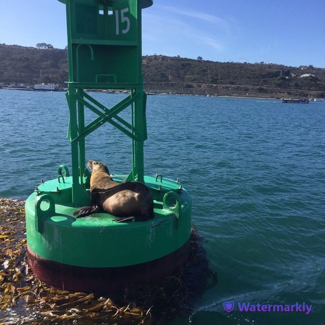 San Diego: Half-Day Marine Wildlife Tour with Lunch - FAQs