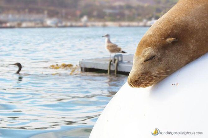 San Diego Half-Day Marine Wildlife Tour with Lunch - An In-Depth Look at the Experience