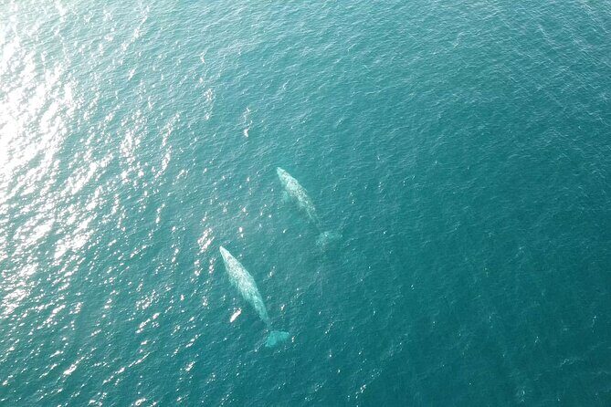 San Diego Half-Day Marine Wildlife Tour with Lunch - Frequently Asked Questions