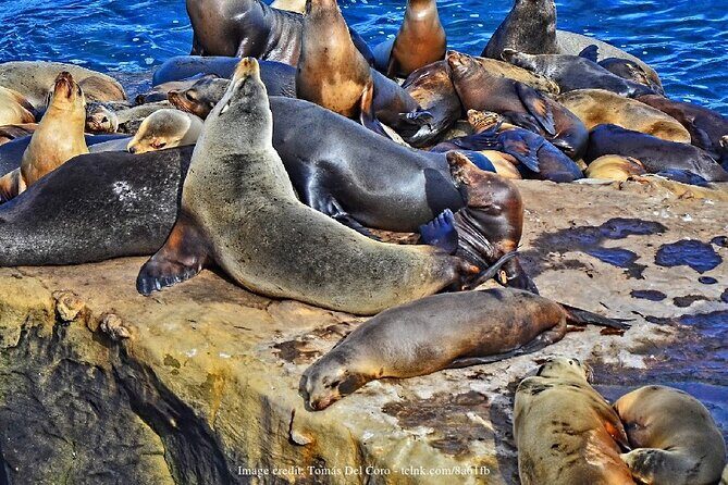San Diego in a Day: Private Full-Day Highlights Driving Tour - The Experience from a Traveler’s Perspective