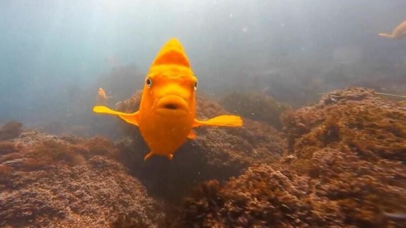 San Diego: La Jolla Cove Guided Snorkeling Tour - Starting Point and the Meeting Experience