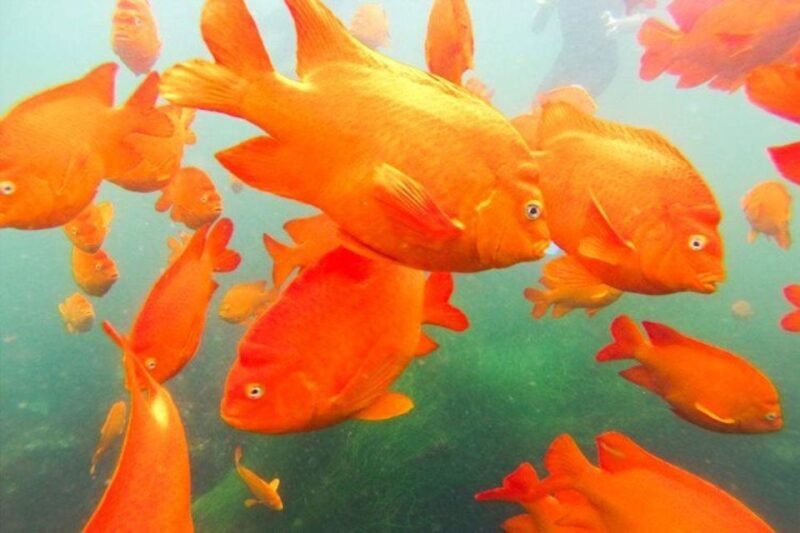 San Diego: La Jolla Cove Guided Snorkeling Tour - Exploring the Sea Caves