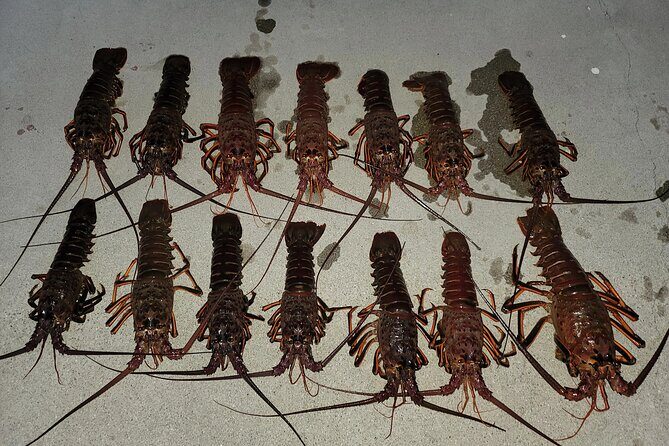 San Diego Lobster Hoop Netting Charter up to 6 People - Getting a Taste of California’s Lobster Fishing: A Practical Review of the San Diego Hoop Netting Charter