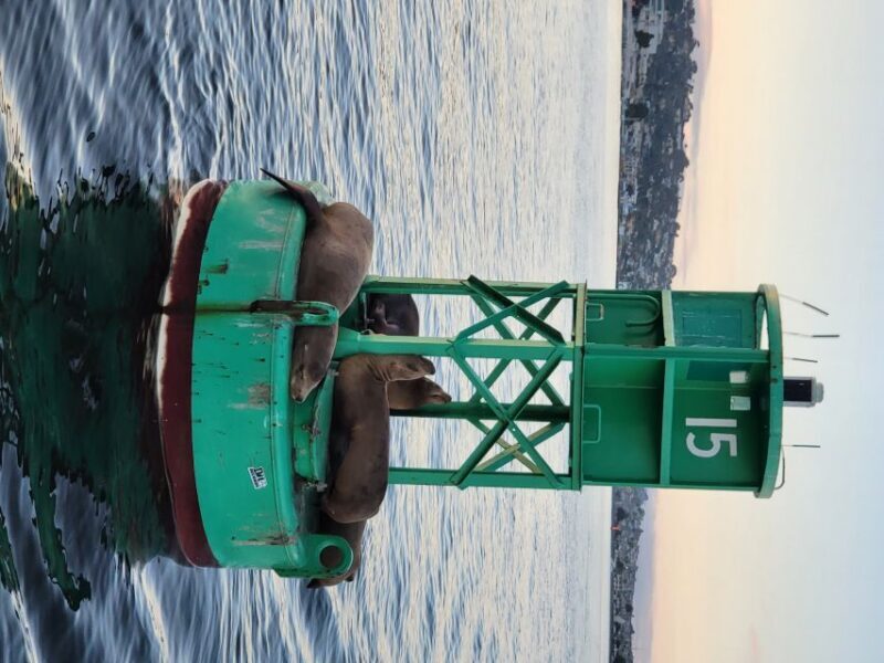 San Diego: San Diego Bay Sunset & Daytime Sailing Experience - The Sum Up: Is It Worth It?