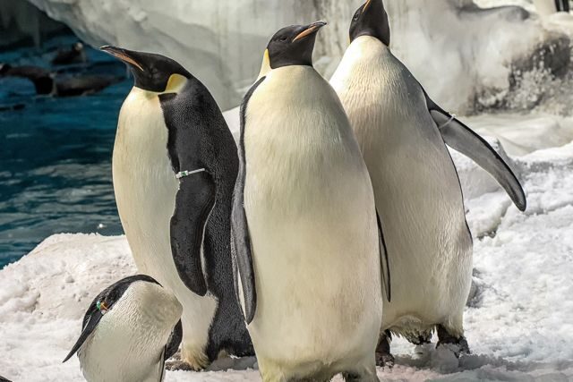 San Diego: SeaWorld Skip-the-Line Park Admission Ticket - Key Points