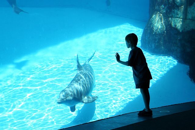San Diego: SeaWorld Skip-the-Line Park Admission Ticket - Detailed Breakdown of the Itinerary