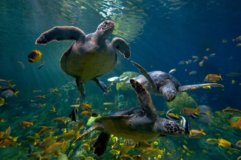 San Diego: SeaWorld Skip-the-Line Park Admission Ticket - FAQ