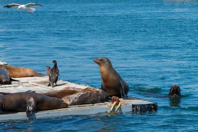San Diego Shore Excursion: San Diego Seal Tour - What is the San Diego Seal Tour?