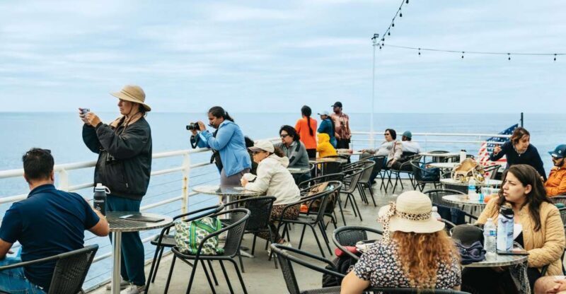 San Diego: Whale and Dolphin Watching Cruise - Key Points