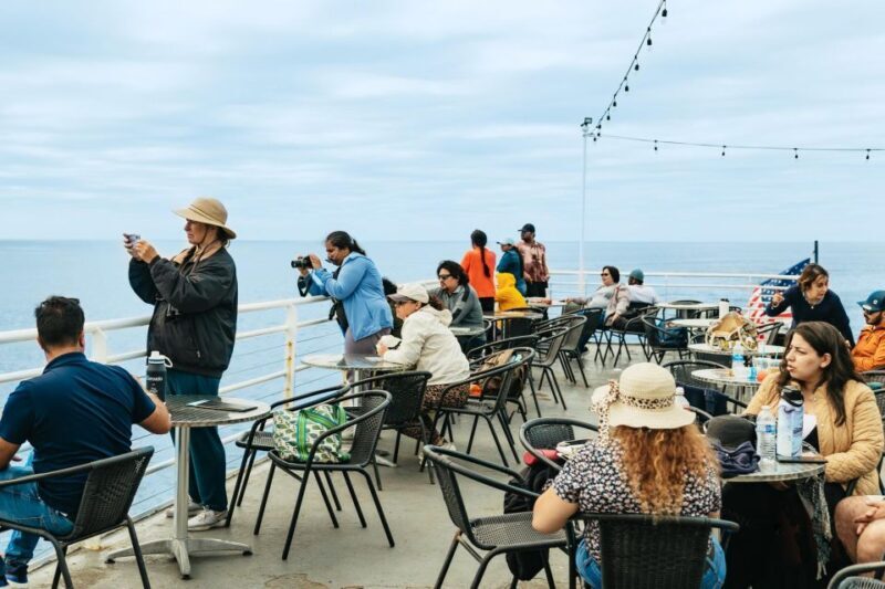 San Diego: Whale and Dolphin Watching Cruise - The Slight Drawbacks: Things to Consider