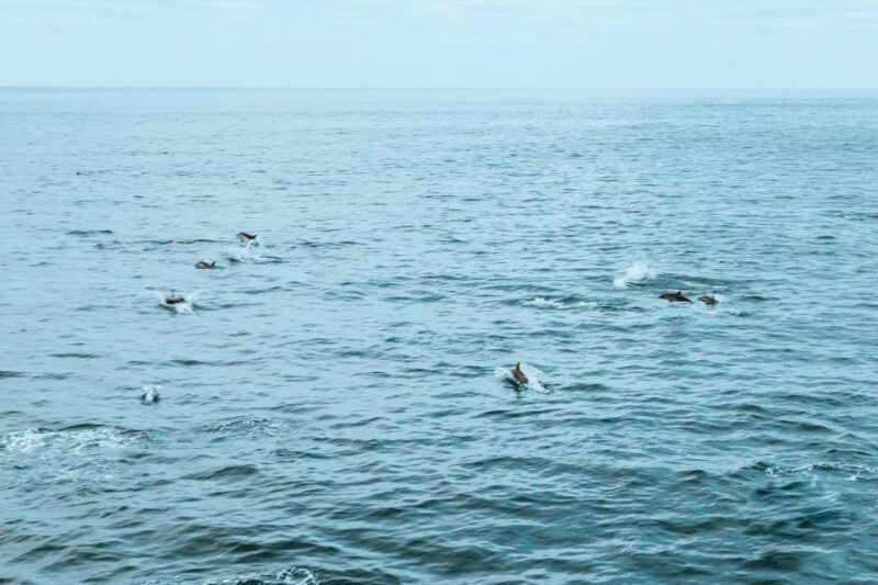 San Diego: Whale and Dolphin Watching Cruise - Final Thoughts: Who Should Consider This Experience?
