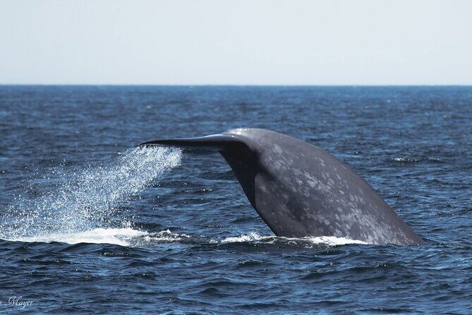 San Diego Whale/Dolphin Watching Cruise Aboard Luxury Vessel - Key Points
