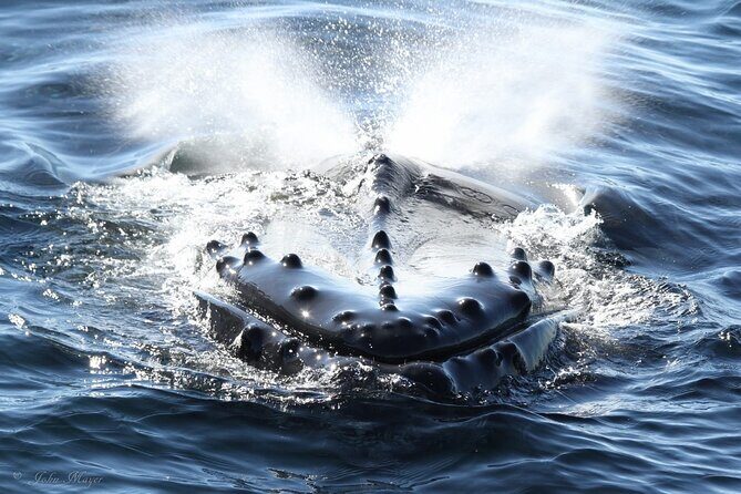 San Diego Whale/Dolphin Watching Cruise Aboard Luxury Vessel - Final Thoughts: Is It Worth It?