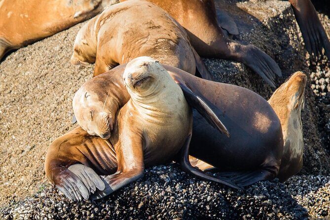 San Diego Whale/Dolphin Watching Cruise Aboard Luxury Vessel - FAQs About the San Diego Whale & Dolphin Watching Cruise
