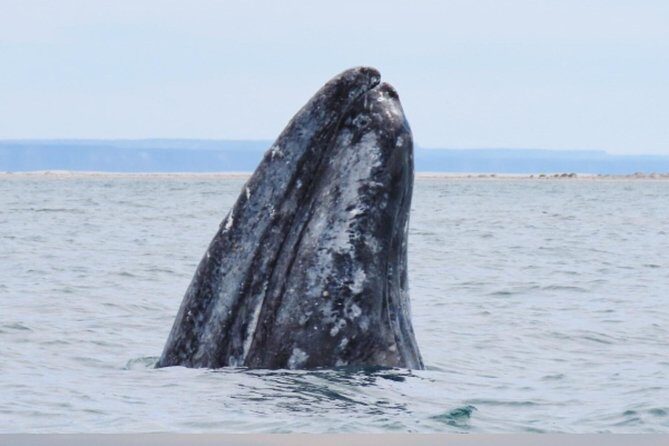 San Diego Whale Watching 3 Hour Tour Mission Bay on the Legacy - What the Reviews Say