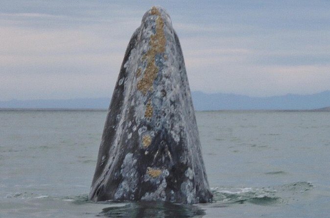 San Diego Whale Watching 3 Hour Tour Mission Bay on the Legacy - FAQs
