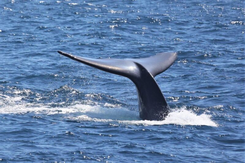 San Diego: Whale Watching Cruise - Key Points