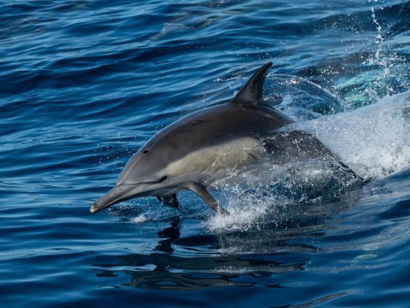 San Diego: Whale Watching Cruise - A Closer Look at the Experience