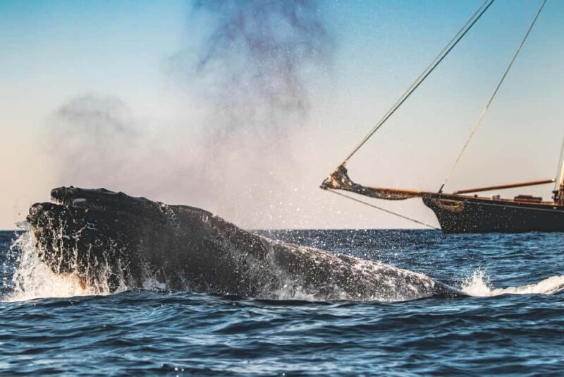 San Diego: Whale Watching Cruise on the Yacht America - Key Points