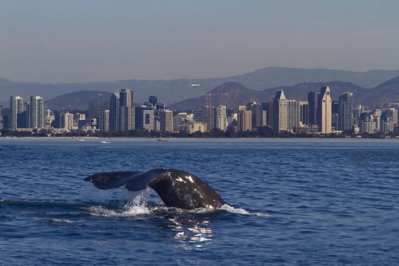 San Diego: Whale Watching Cruise on the Yacht America - A Detailed Look at the Experience