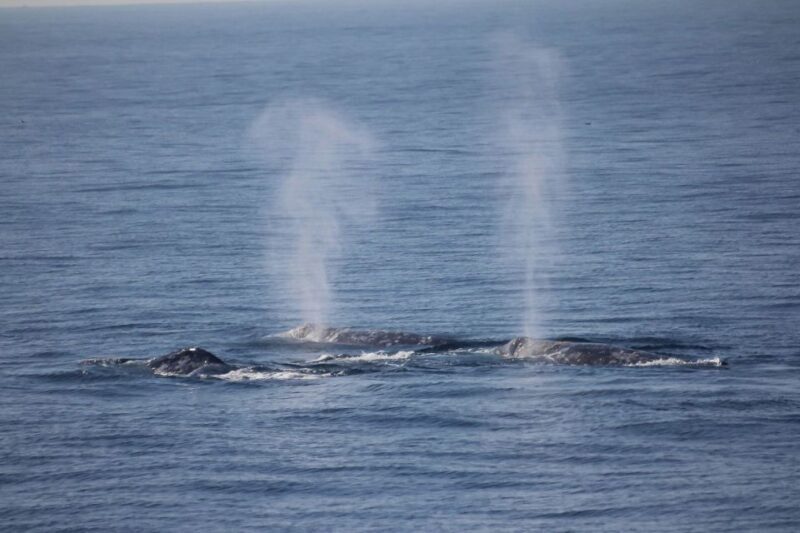 San Diego: Whale Watching Tour - A Detailed Look at the Whale Watching Experience