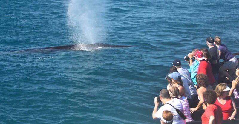 San Diego: Whale Watching Tour - Who Should Consider This Tour?
