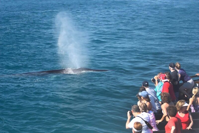 San Diego: Whale Watching Tour - FAQs