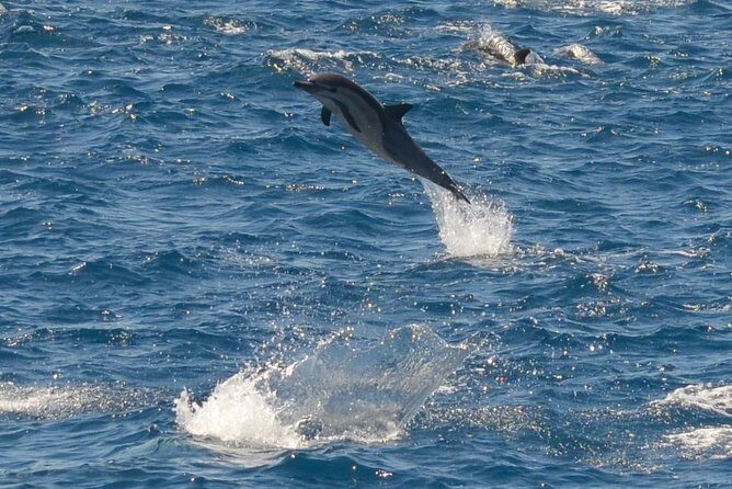 San Diego Whale Watching Tour - Final Thoughts