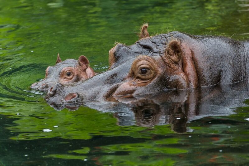 San Diego Zoo: 1-Day Admission Ticket - Exploring the San Diego Zoo: What to Expect
