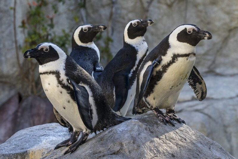 San Diego Zoo: 1-Day Admission Ticket - Authentic Experiences and Review Snippets