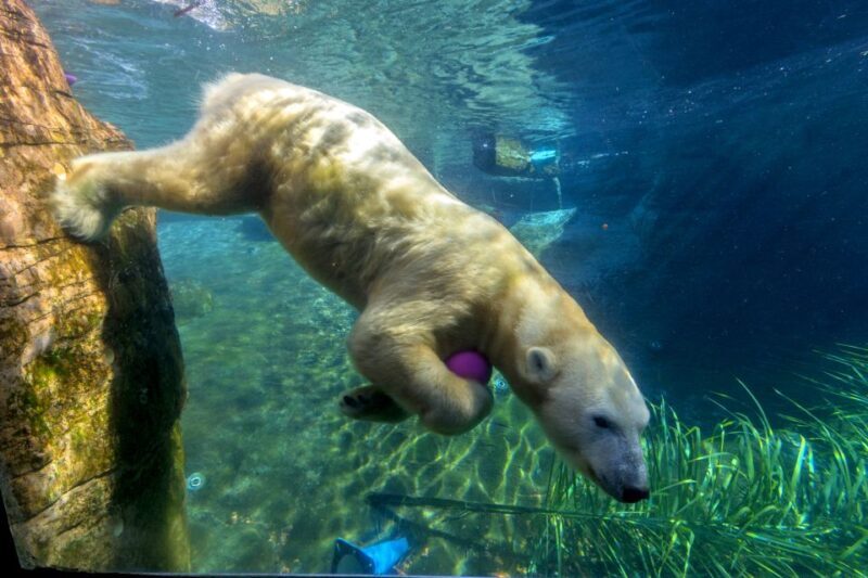 San Diego Zoo: 1-Day Admission Ticket - FAQ