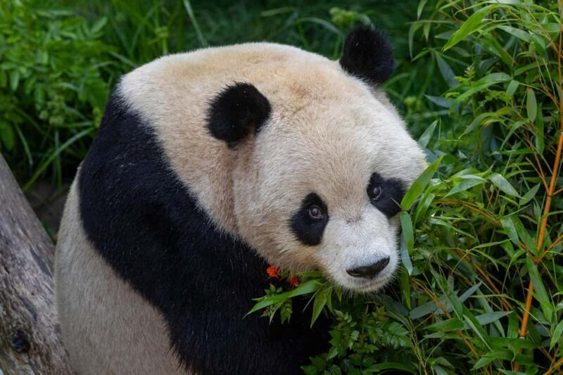 San Diego Zoo and Safari Park 2-Day Entry Ticket - What Makes This Tour Worthwhile?