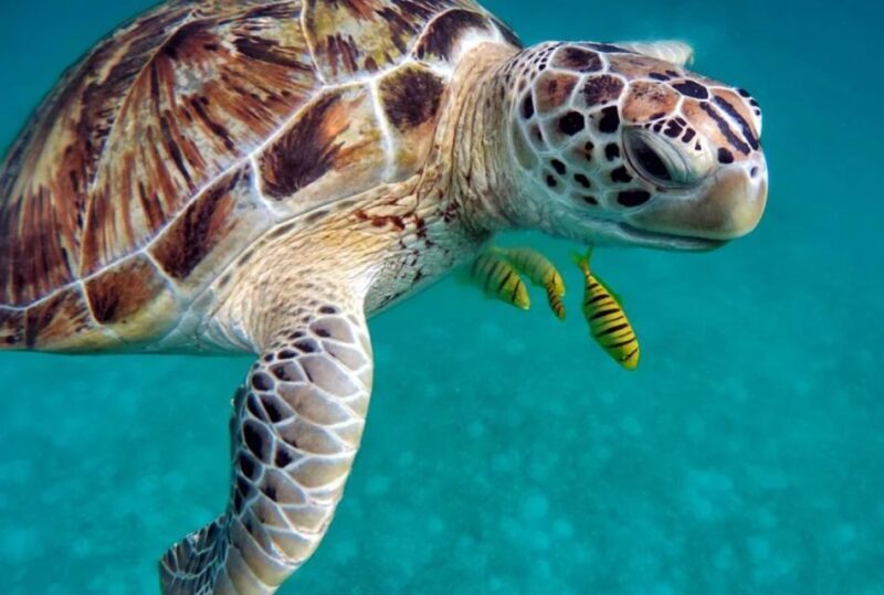 San Domino, Tremiti: guided snorkeling tour - An Honest Look at the Snorkeling Tour Experience