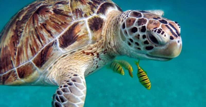 San Domino, Tremiti: guided snorkeling tour - Practical Details and Tips