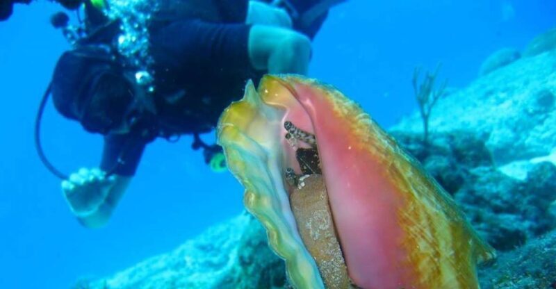 San Domino, Tremiti: try scuba, first diving experience - Key Points