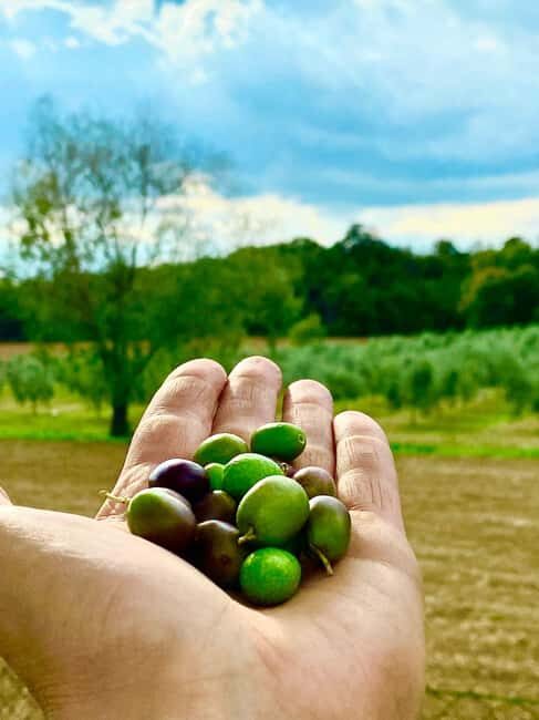 San Felice: Happy Hour in the Oil Mill with guided visit and tasting - FAQ