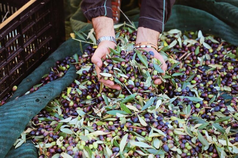 San Felice: Olive Oil Tasting with local food on Garda Hills - Practical Details and Logistics