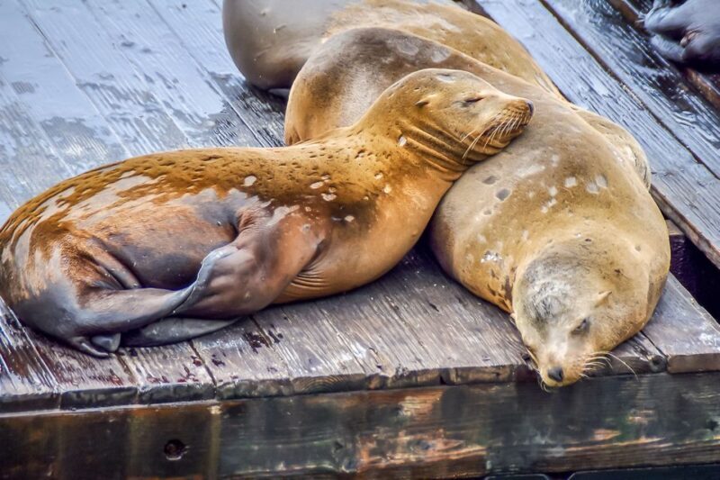 San Francisco: Alcatraz, Fishermans Wharf & Optional Extras - Frequently Asked Questions