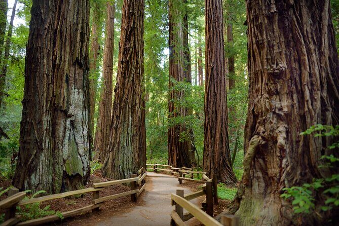 San Francisco Alcatraz Island and Guided Muir Woods Tour - FAQ: Your Practical Questions Answered