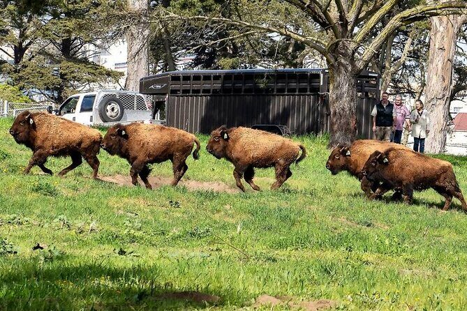 San Francisco: All Day Bike Rental in Golden Gate Park - Frequently Asked Questions