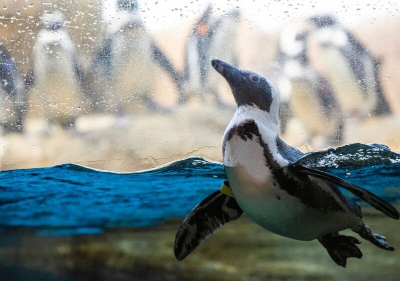 San Francisco: California Academy of Sciences Entry Ticket - Frequently Asked Questions